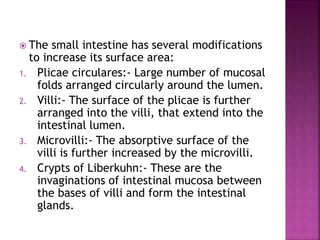 Histology of small intestine | PPTX