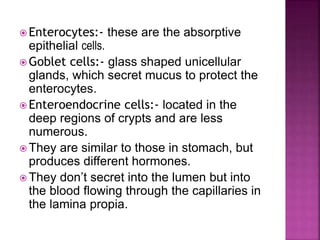 Histology of small intestine | PPTX