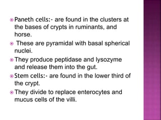Histology of small intestine | PPTX