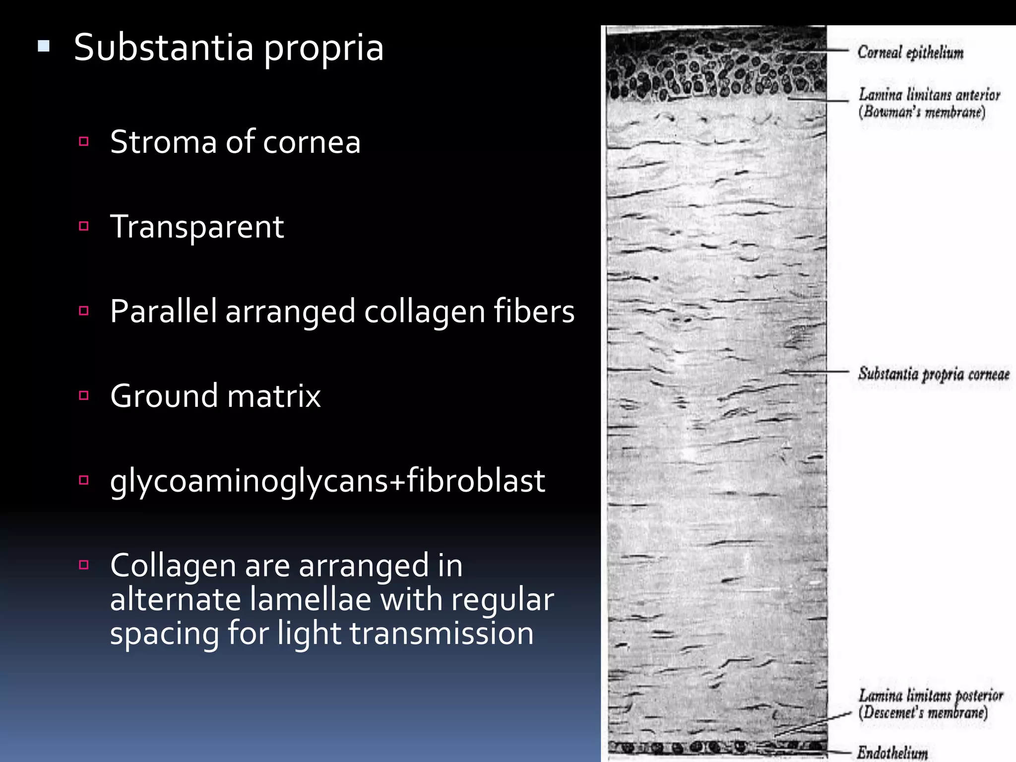 Histology of special senses | PDF
