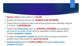 Histology of Spleen by Dr. Rabia I. Gandapore.pptx