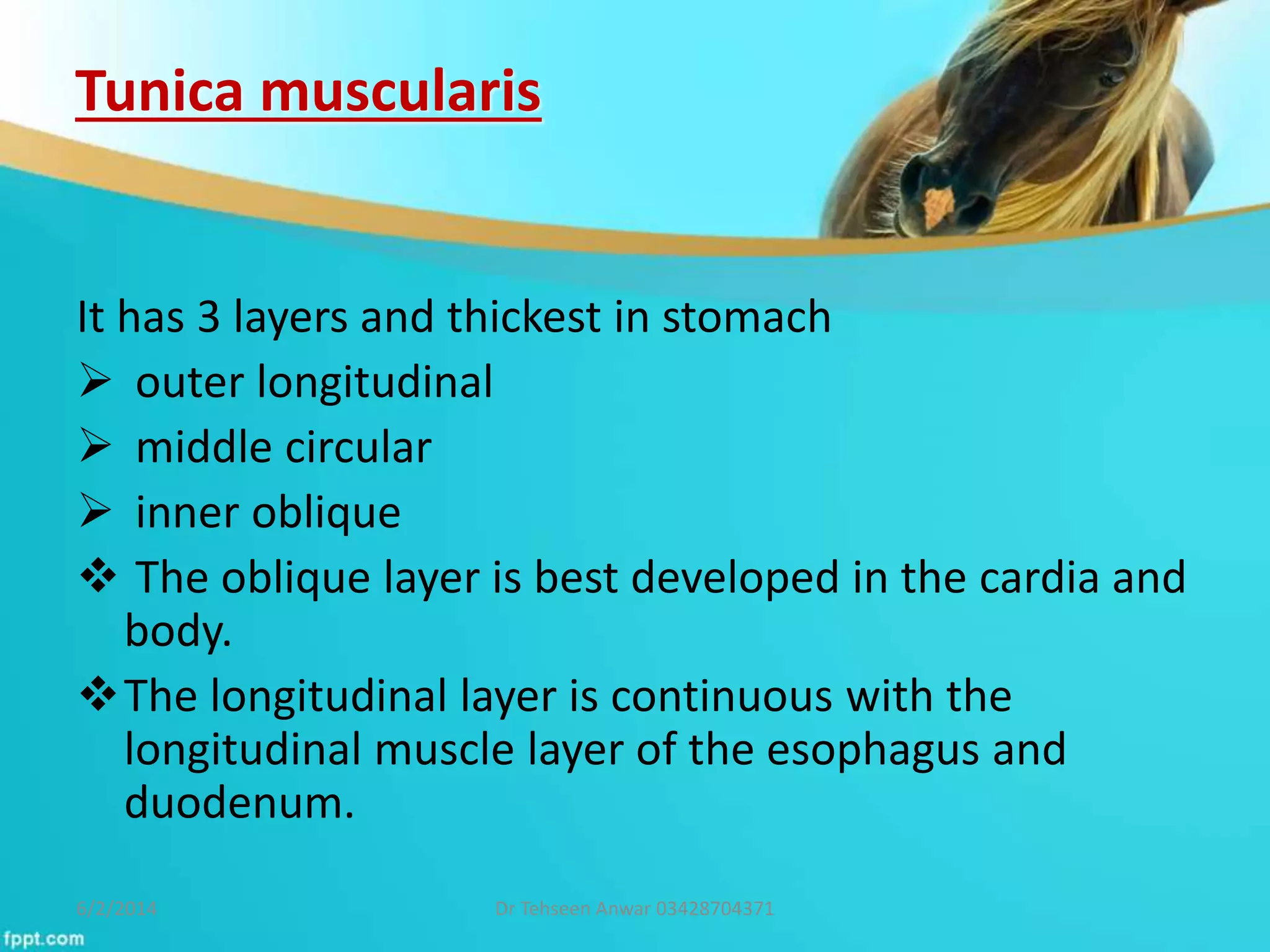 Histology of stomach | PPTX