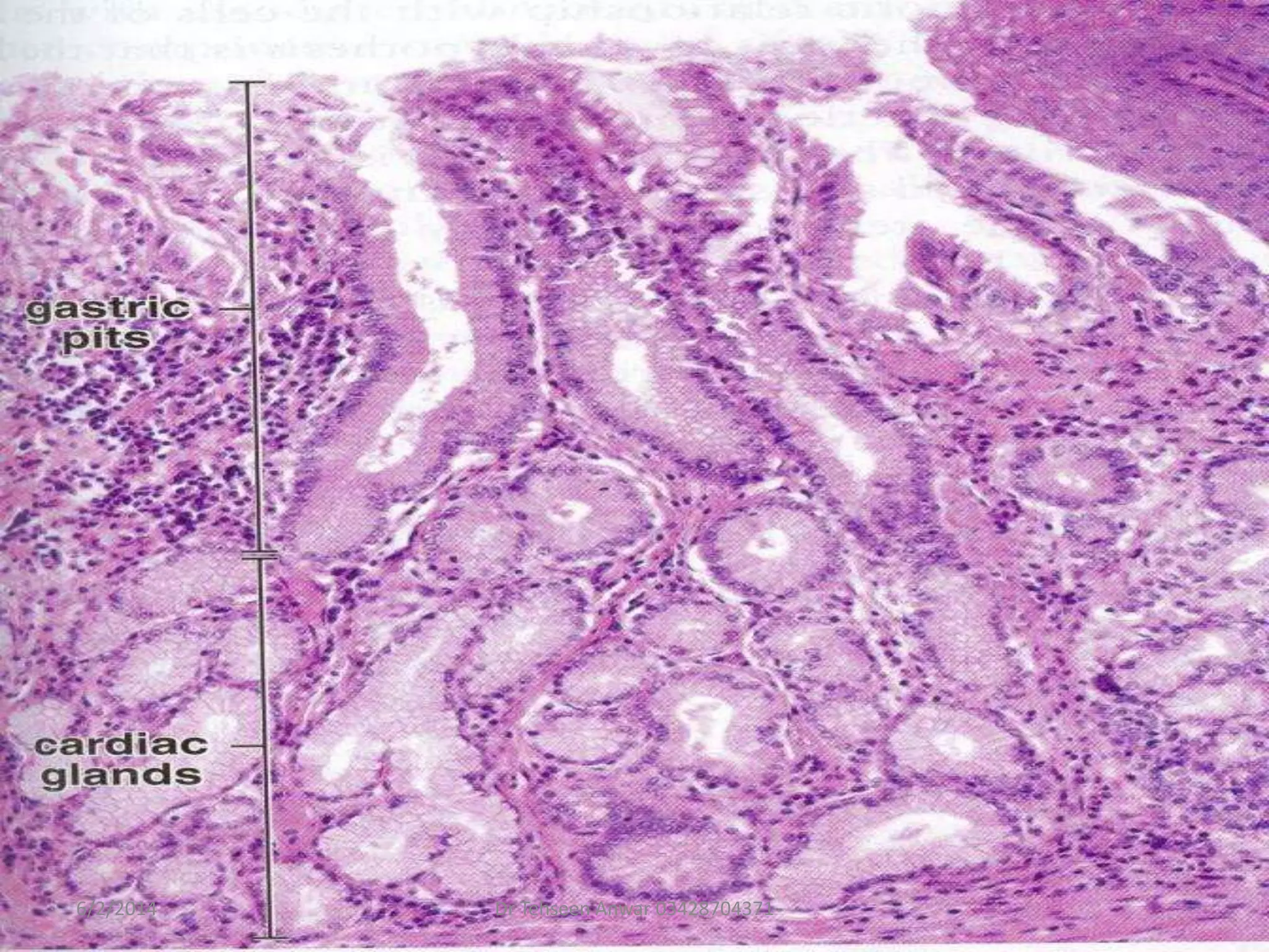 Histology of stomach | PPTX