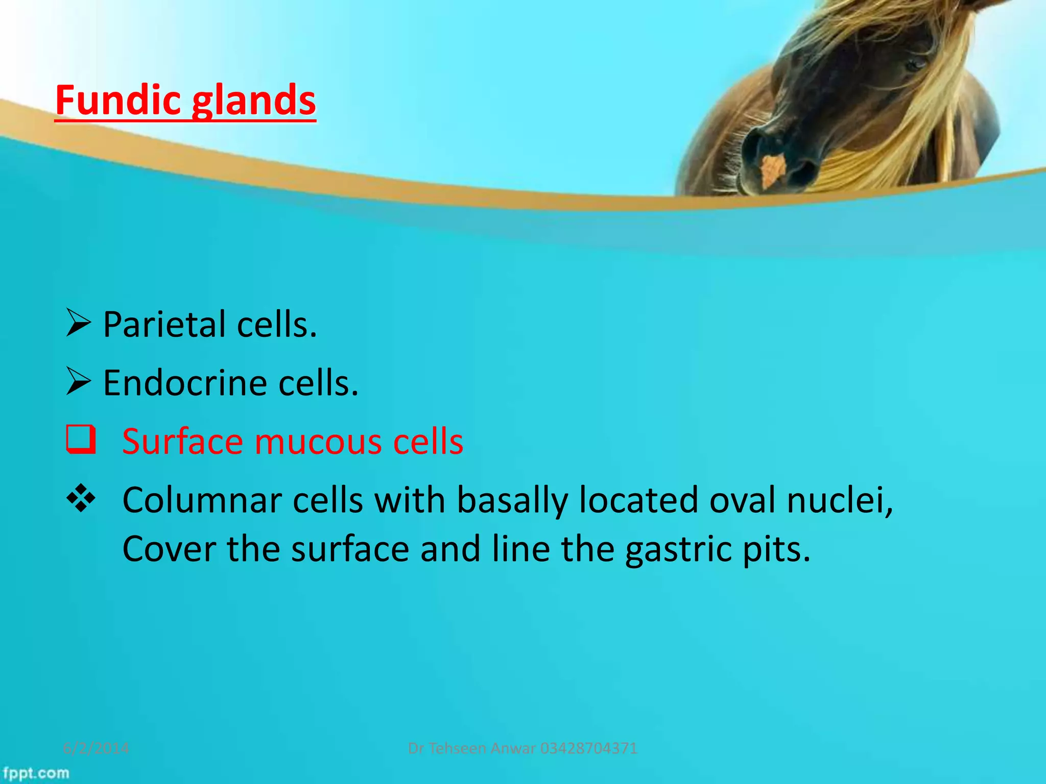 Histology of stomach | PPTX