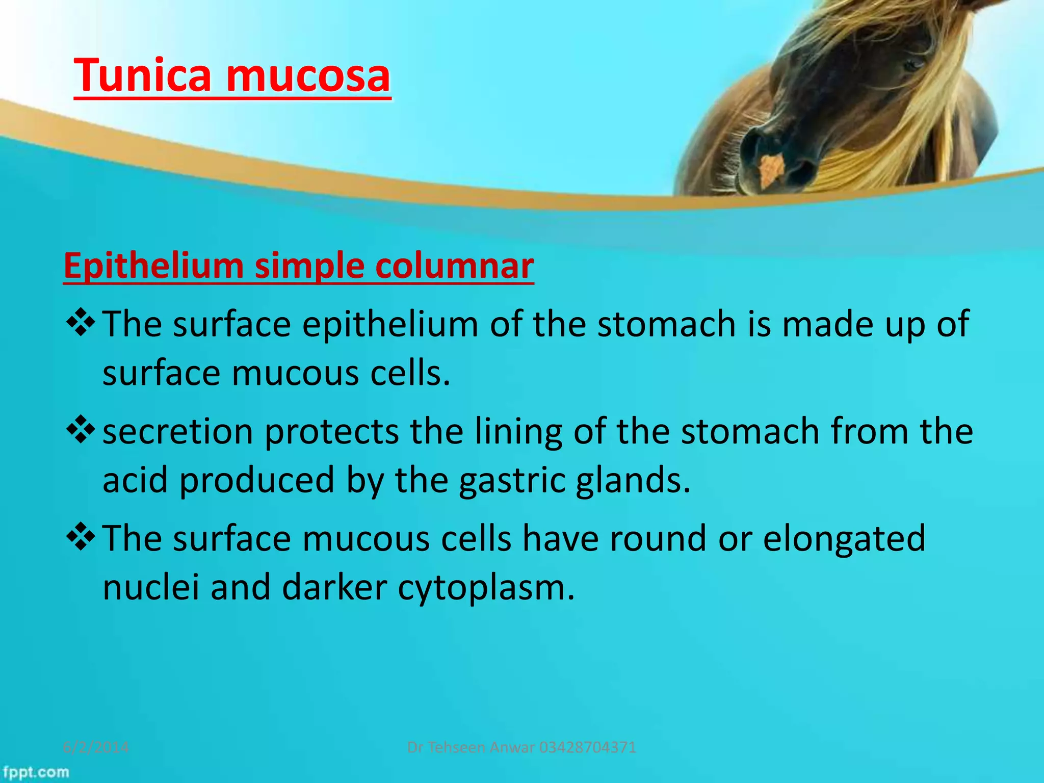 Histology of stomach | PPTX