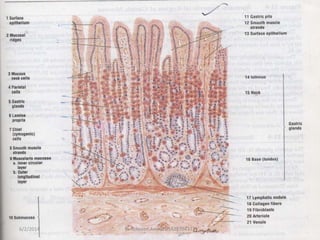 Stomach Fundus Histology Labeled