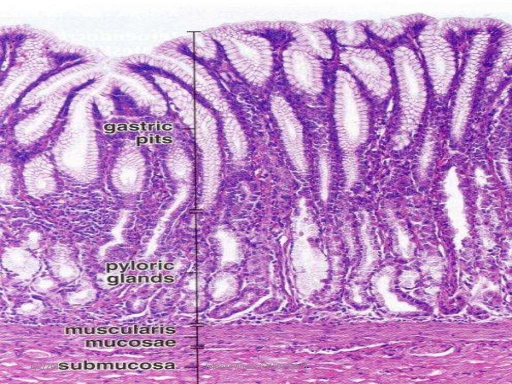 Histology Of Stomach