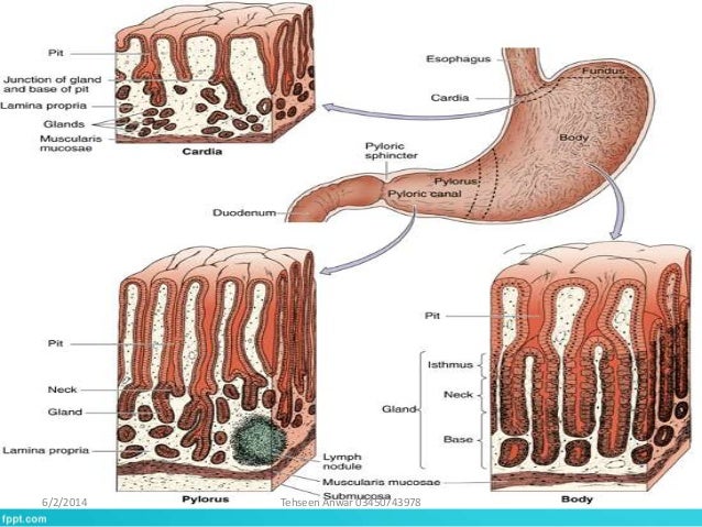 Labeled Stomach Slide