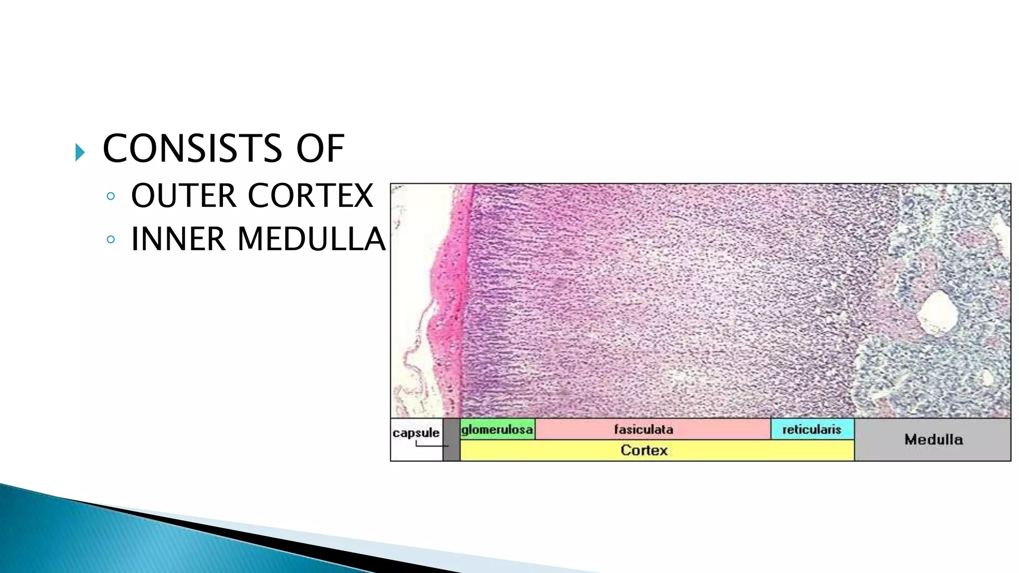 Adrenal Cortex Histology Labeled
