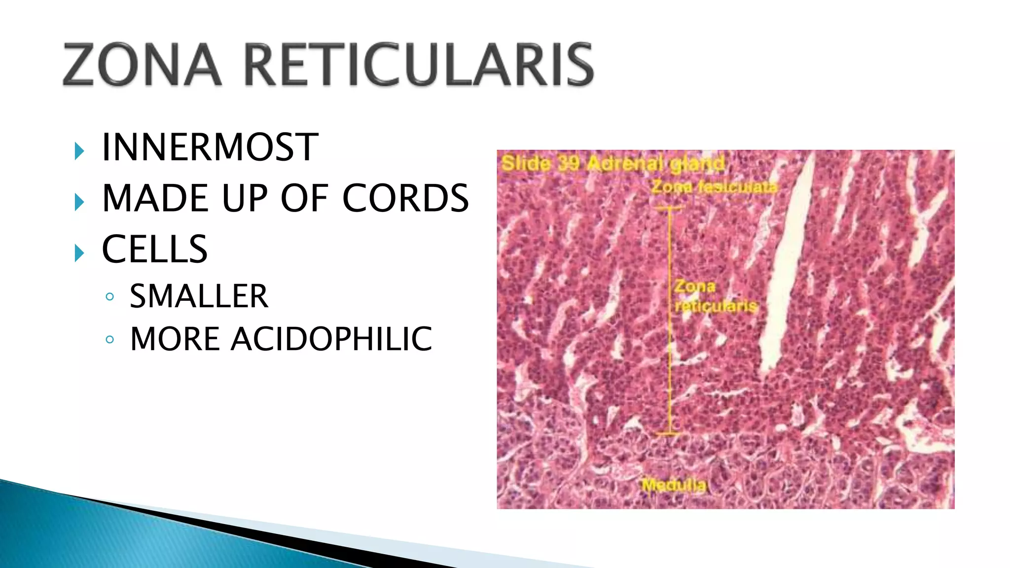 Histology of Suprarenal Gland Adrenal | PPTX