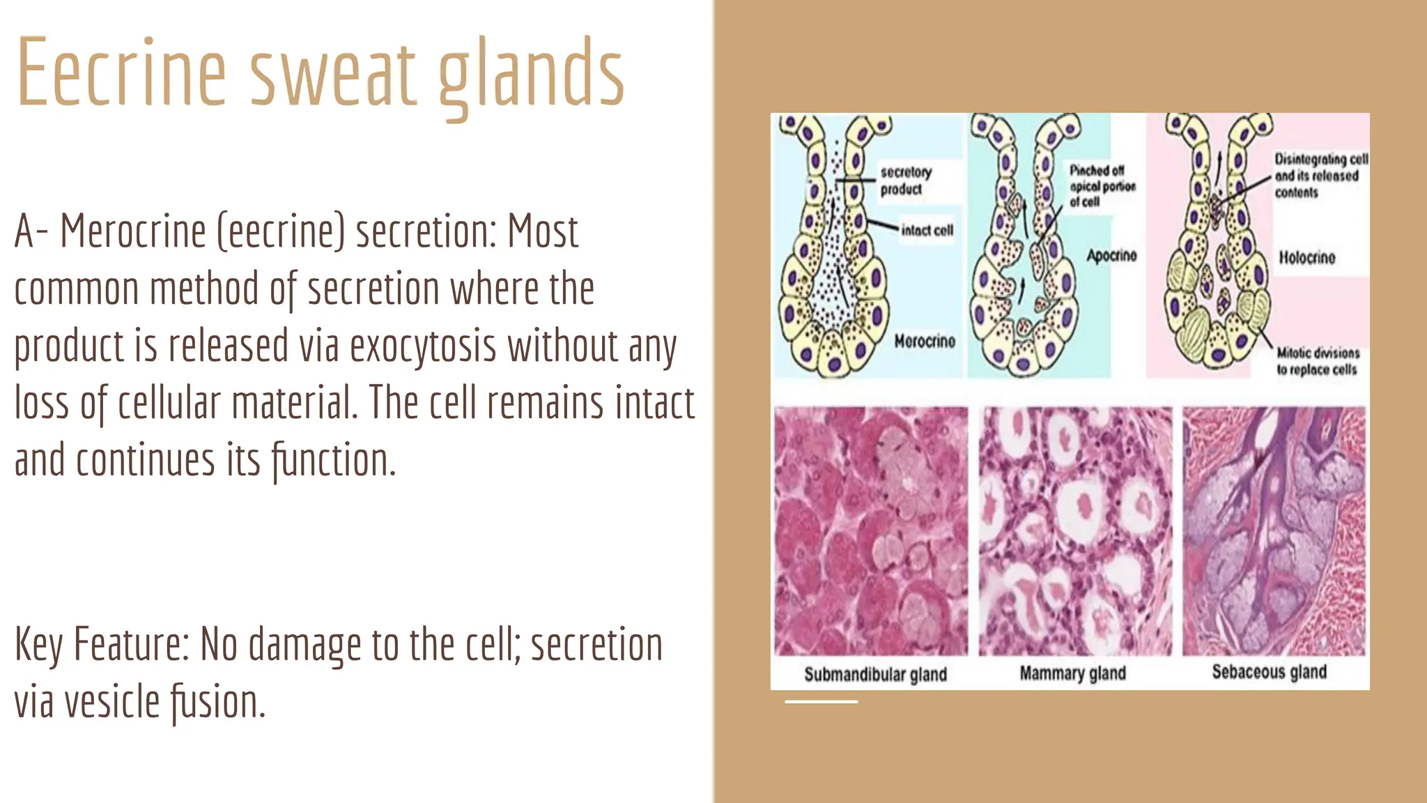 Histology of sweat and sebaceous glands .pdf