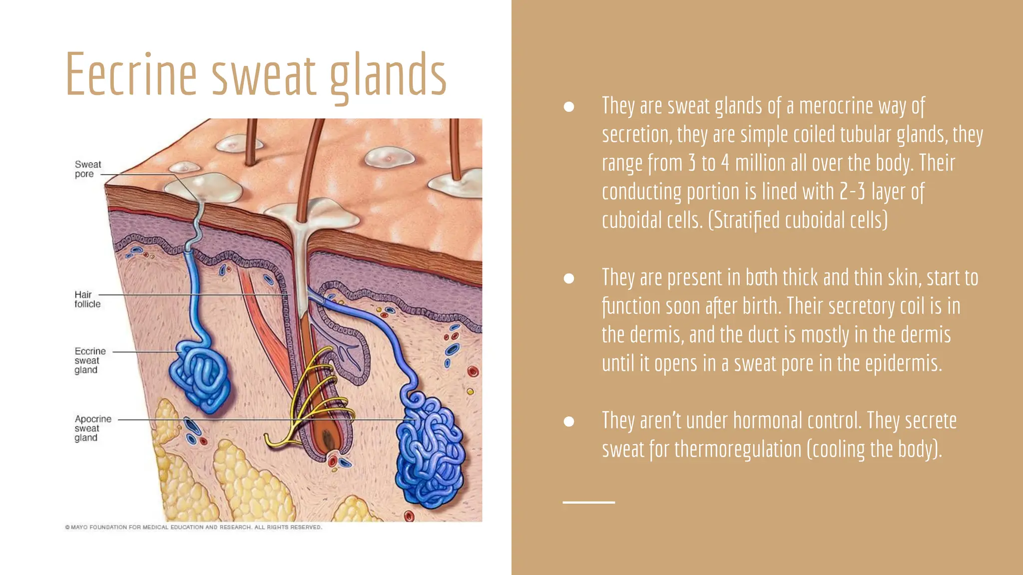 Histology of sweat and sebaceous glands .pdf