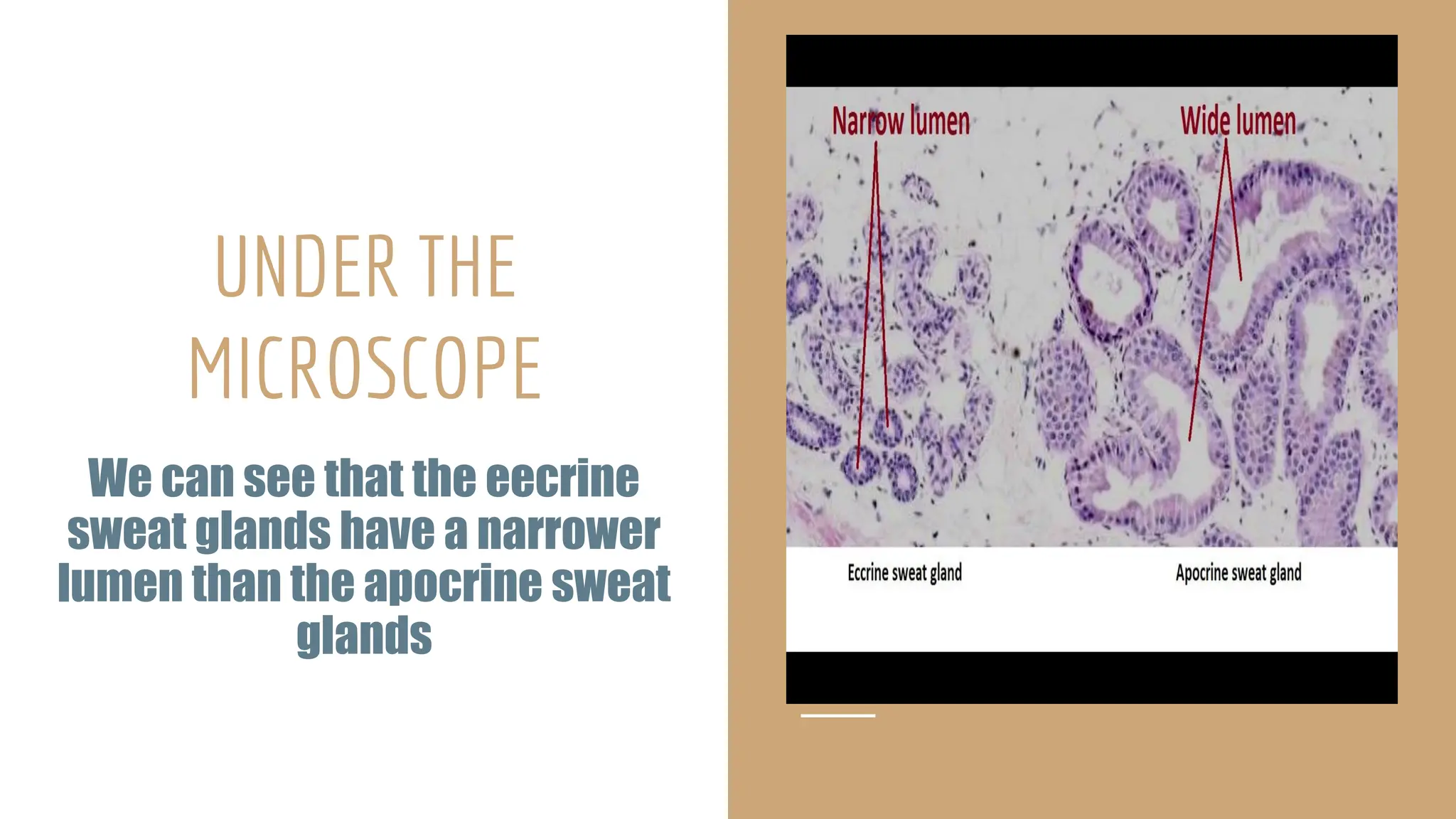 Histology of sweat and sebaceous glands .pdf
