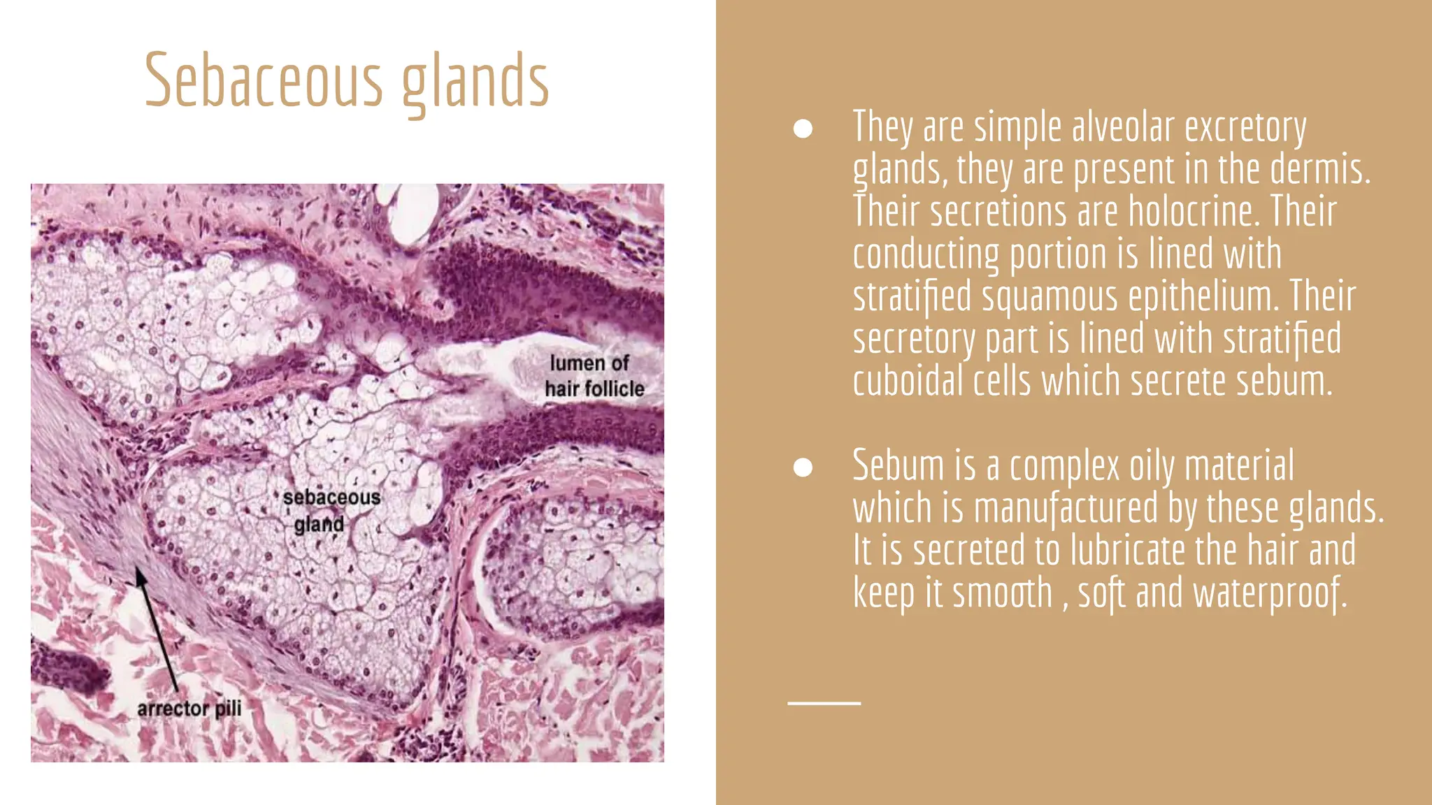Histology of sweat and sebaceous glands .pdf