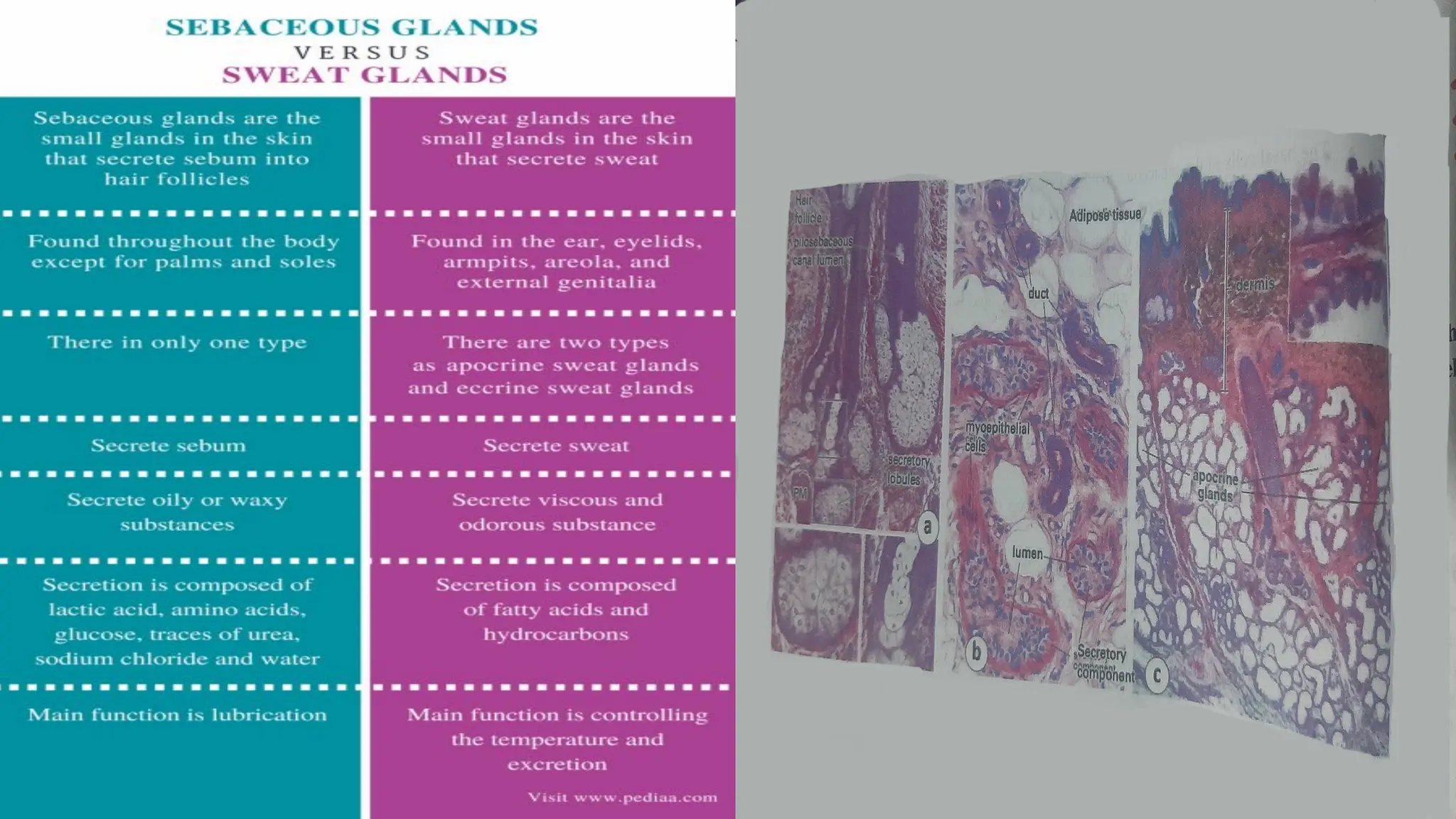 Histology of sweat and sebaceous glands .pdf