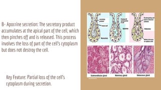 Histology of sweat and sebaceous glands .pdf
