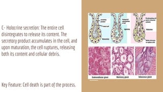 Histology of sweat and sebaceous glands .pdf