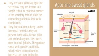 Histology of sweat and sebaceous glands .pdf