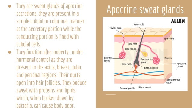 Histology of sweat and sebaceous glands .pdf