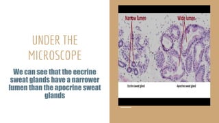 Histology of sweat and sebaceous glands .pdf