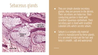 Histology of sweat and sebaceous glands .pdf