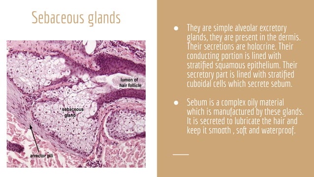Histology of sweat and sebaceous glands .pdf