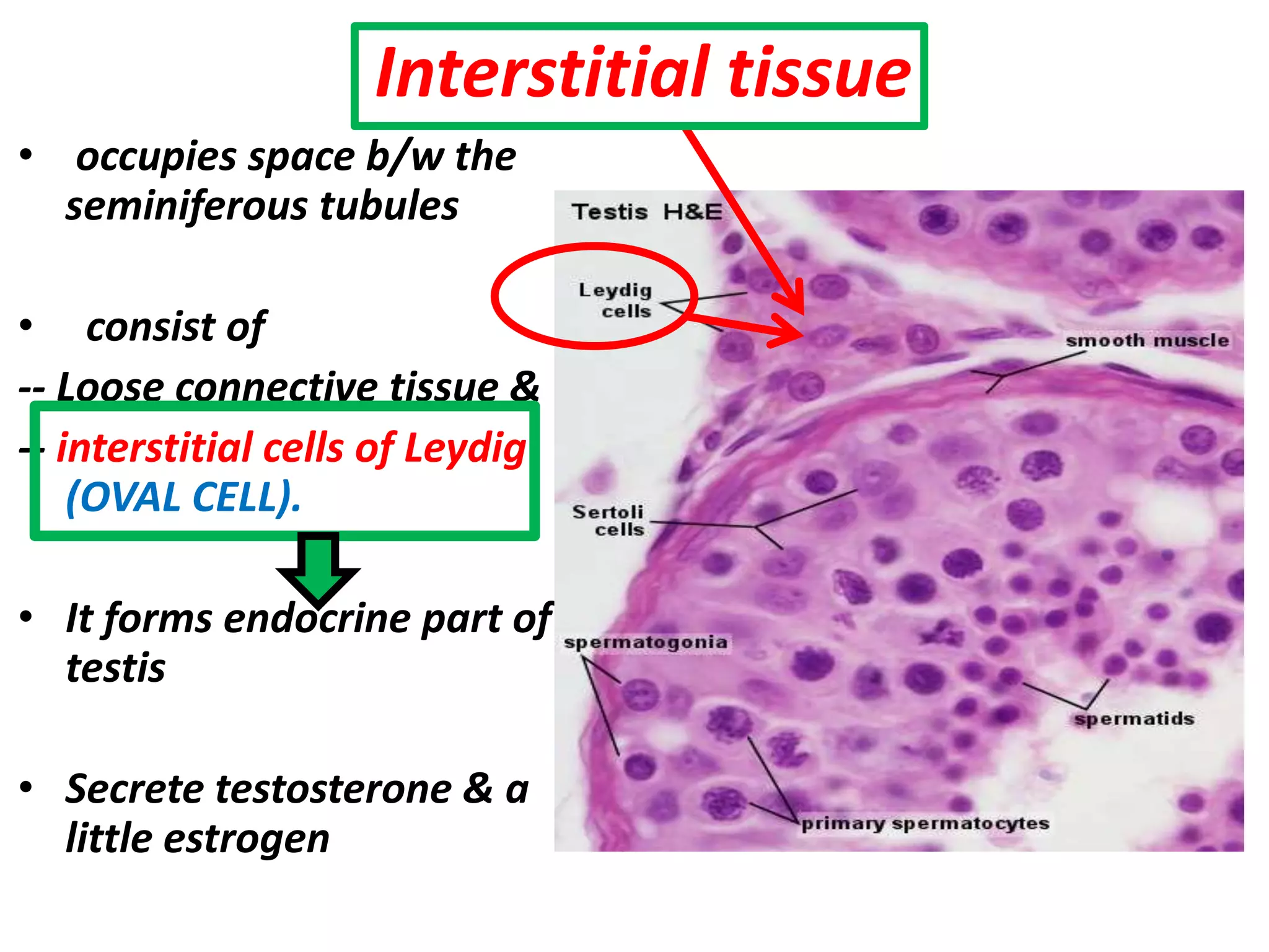 Histology of testes & epididymis | PPTX