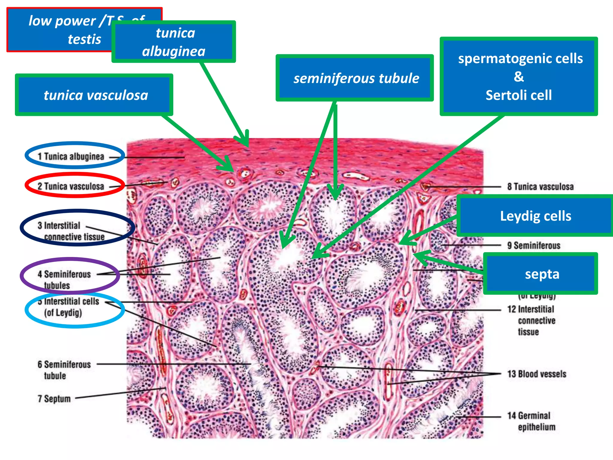 Histology of testes & epididymis | PPTX | Infertility | Reproductive Health