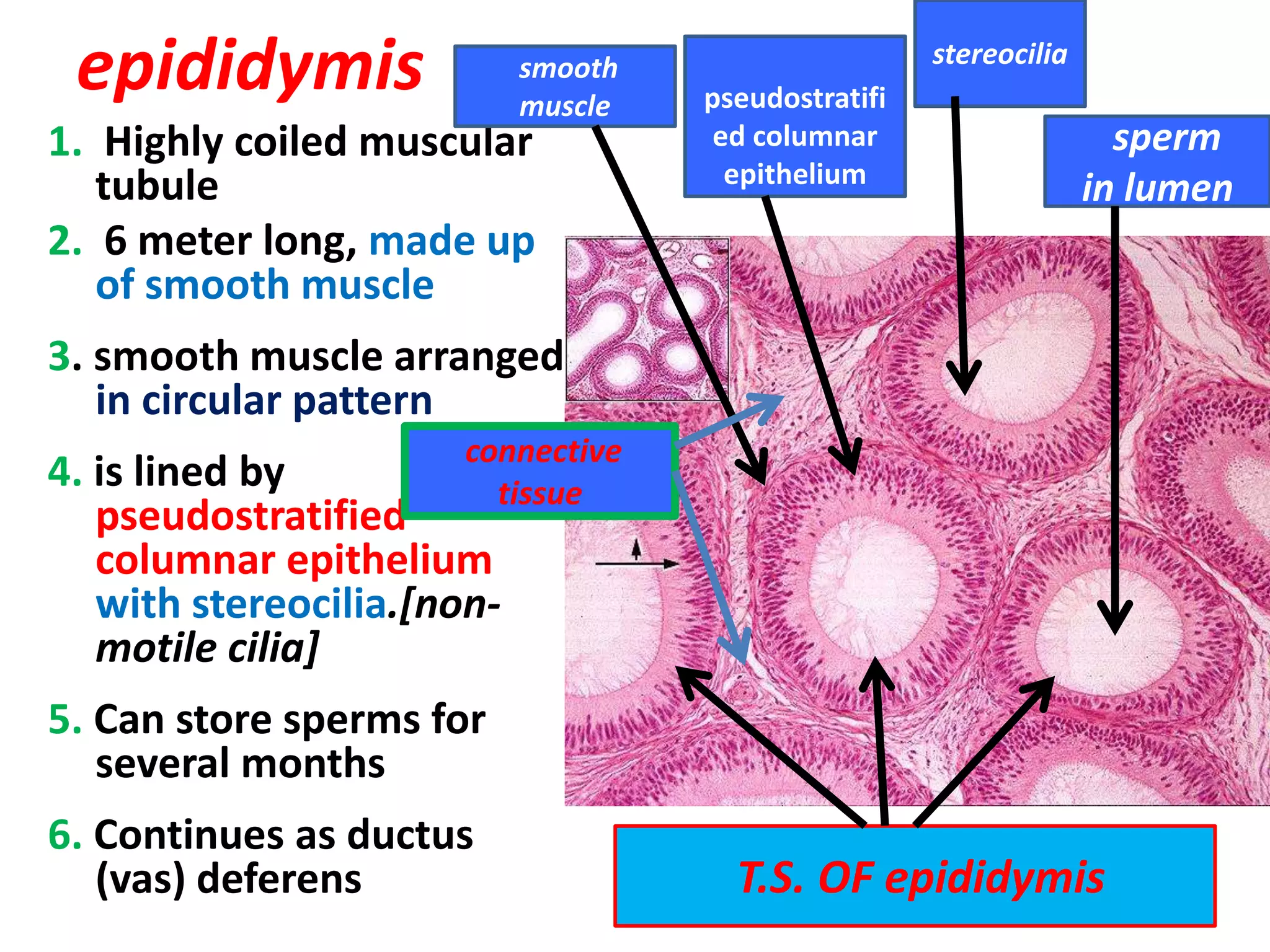 Histology of testes & epididymis | PPTX | Infertility | Reproductive Health