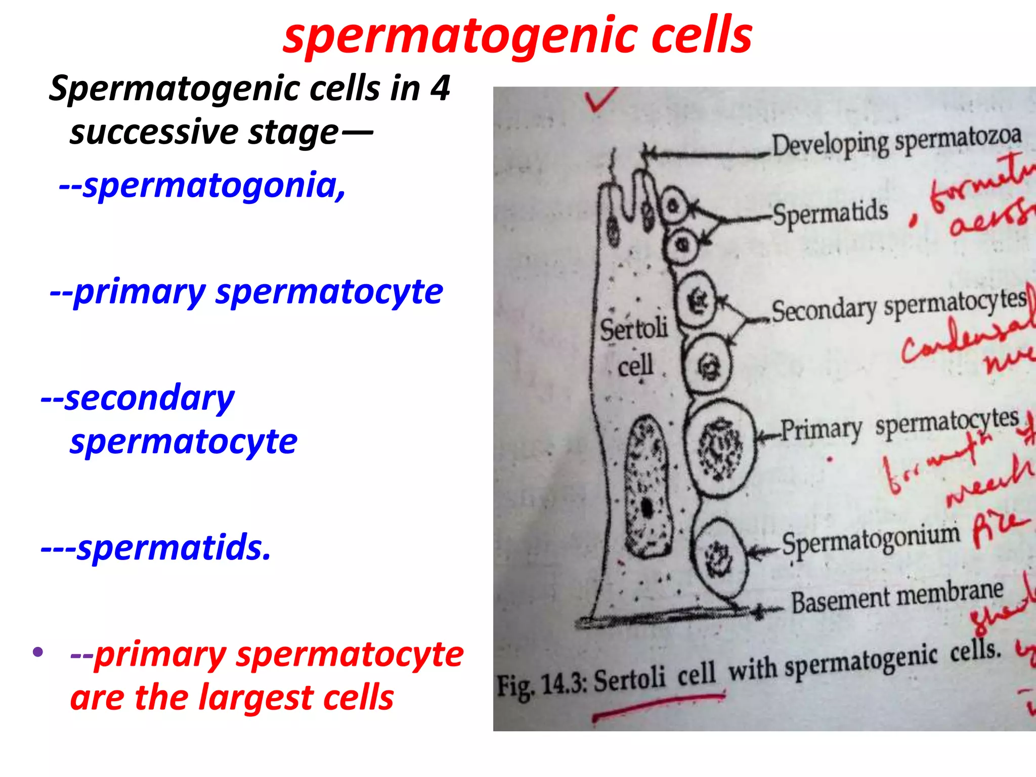 Histology of testes & epididymis | PPTX | Infertility | Reproductive Health