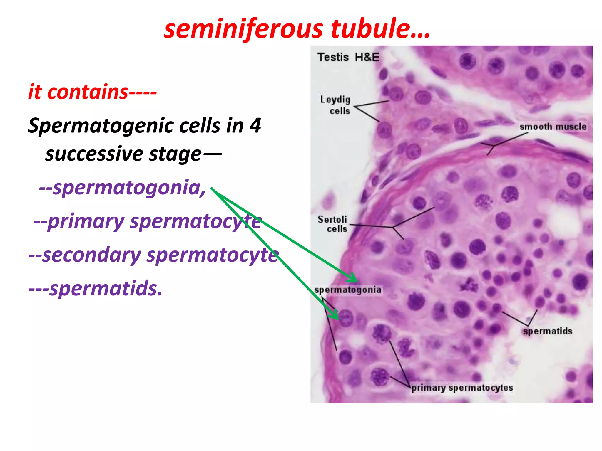 Histology of testes & epididymis | PPTX