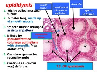 Vas Deferens Histology Labeled