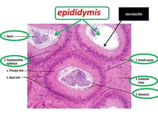 Testes Histology Slides Labeled