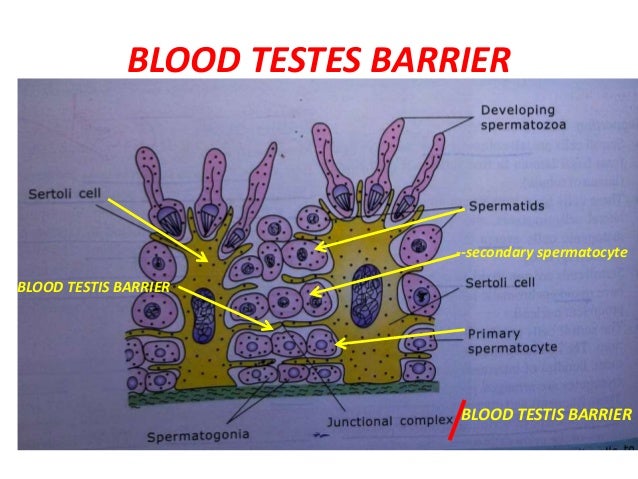 Histology of testes & epididymis