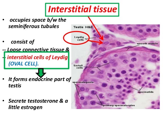 Histology of testes & epididymis