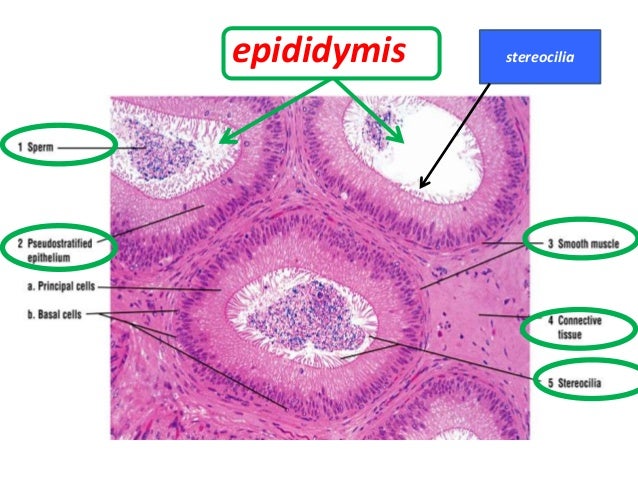 Histology of testes & epididymis