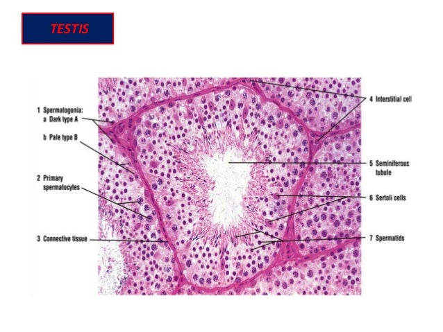 Testes Labeled Histology Slides Lumen