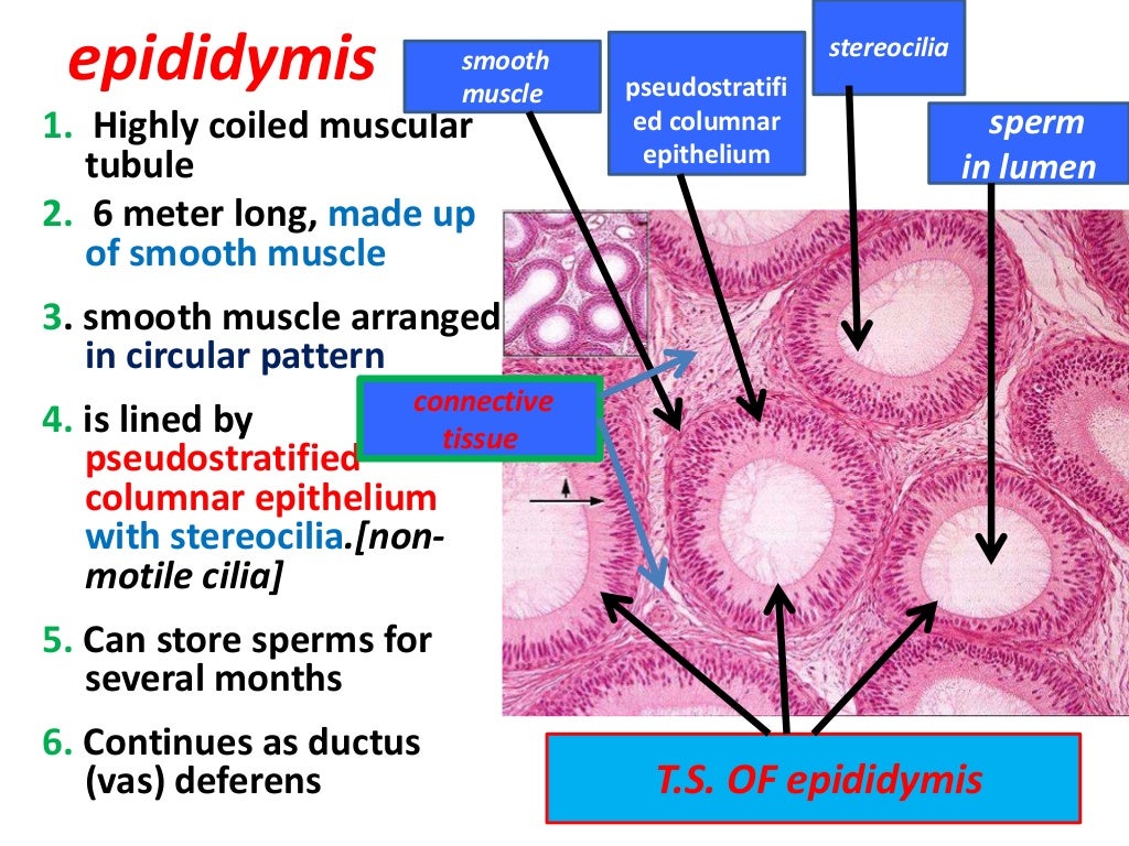 Histology of testes & epididymis