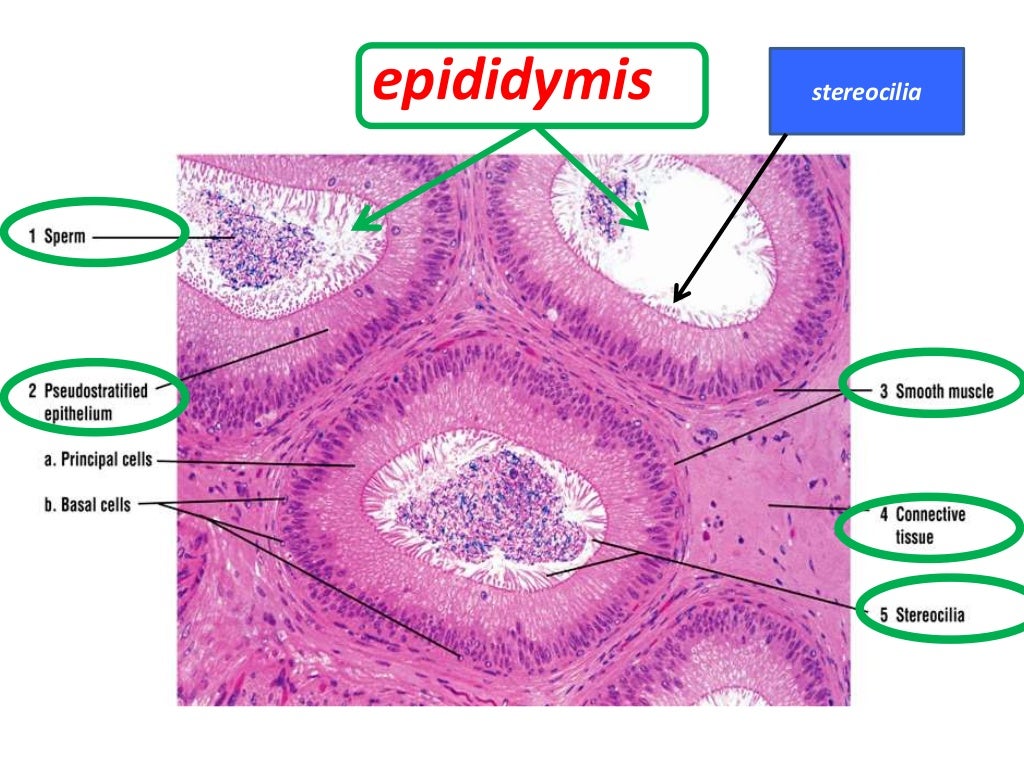 Histology of testes & epididymis
