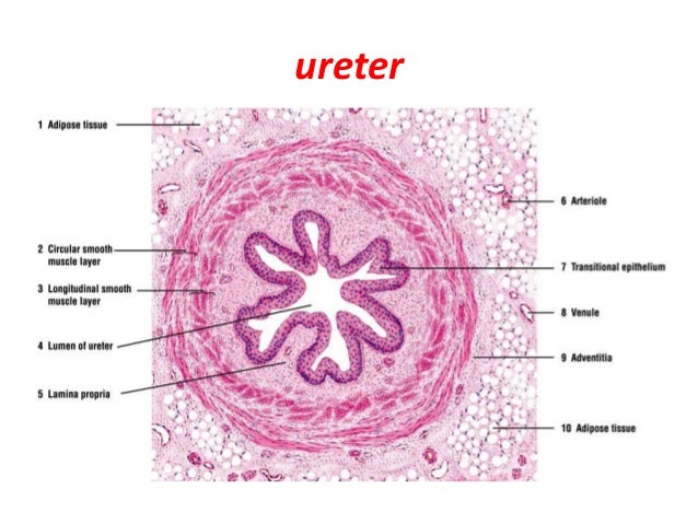 Testes Histology Slides Labeled