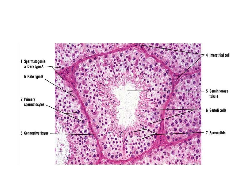 Histology of testes & epididymis
