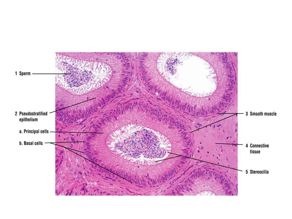 Histology of testes & epididymis