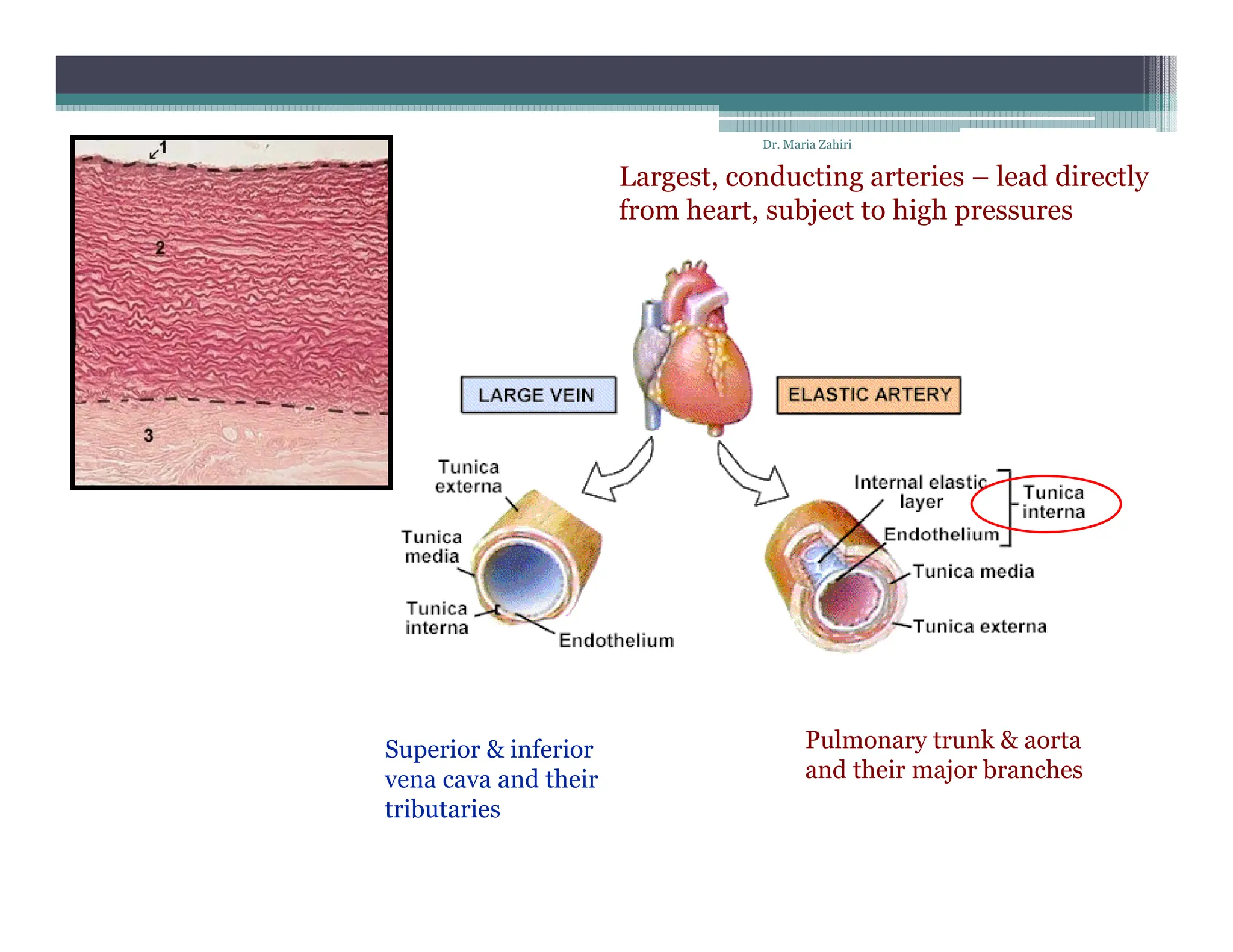 HISTOLOGY_OF_THE_CIRCULATORY_SYSTEM__e33581e3.pdf
