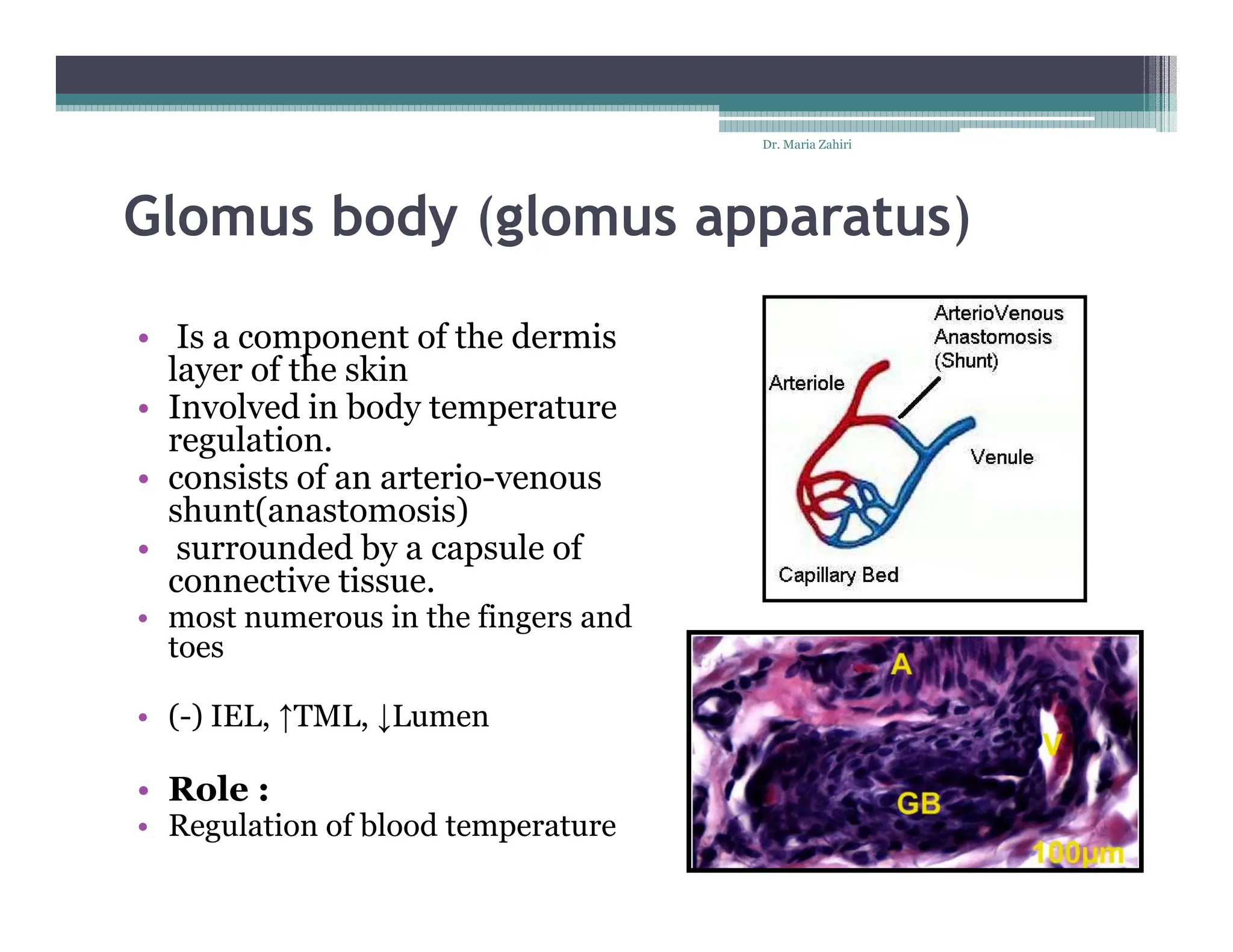 HISTOLOGY_OF_THE_CIRCULATORY_SYSTEM__e33581e3.pdf