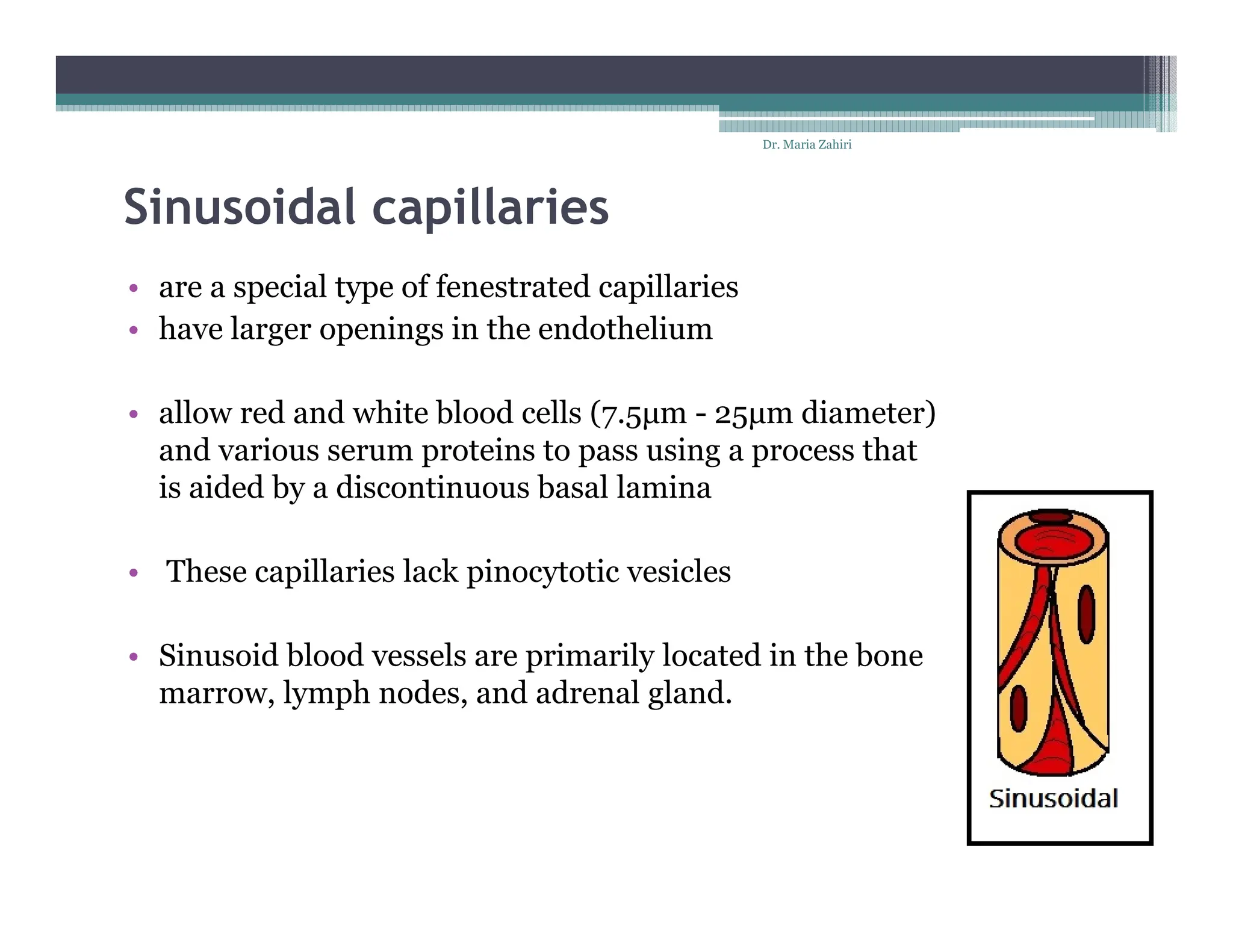 HISTOLOGY_OF_THE_CIRCULATORY_SYSTEM__e33581e3.pdf