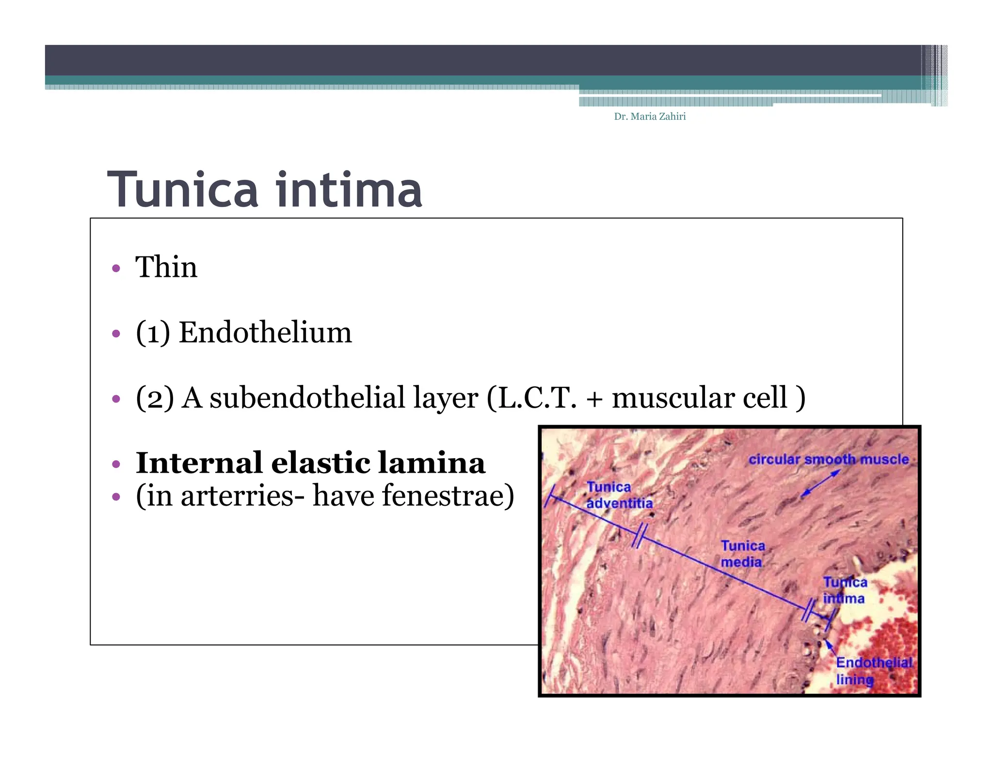 HISTOLOGY_OF_THE_CIRCULATORY_SYSTEM__e33581e3.pdf