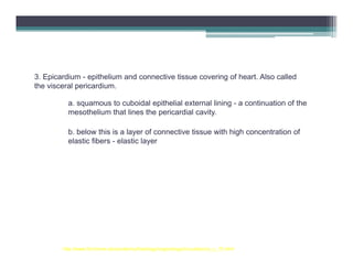 HISTOLOGY_OF_THE_CIRCULATORY_SYSTEM__e33581e3.pdf