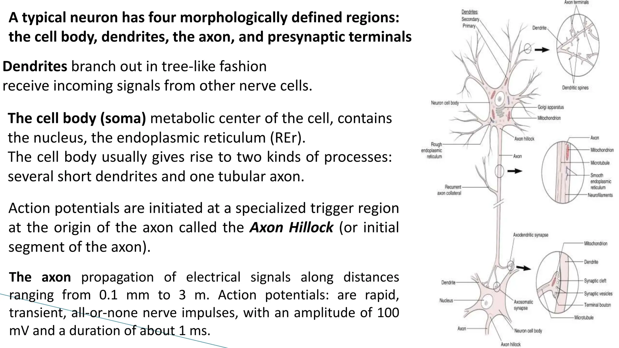 Histology of the CNS.pptx including neurons | PPTX