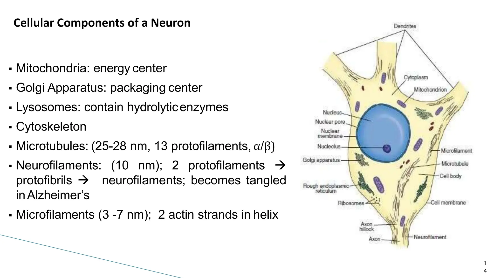 Histology of the CNS.pptx including neurons | PPTX