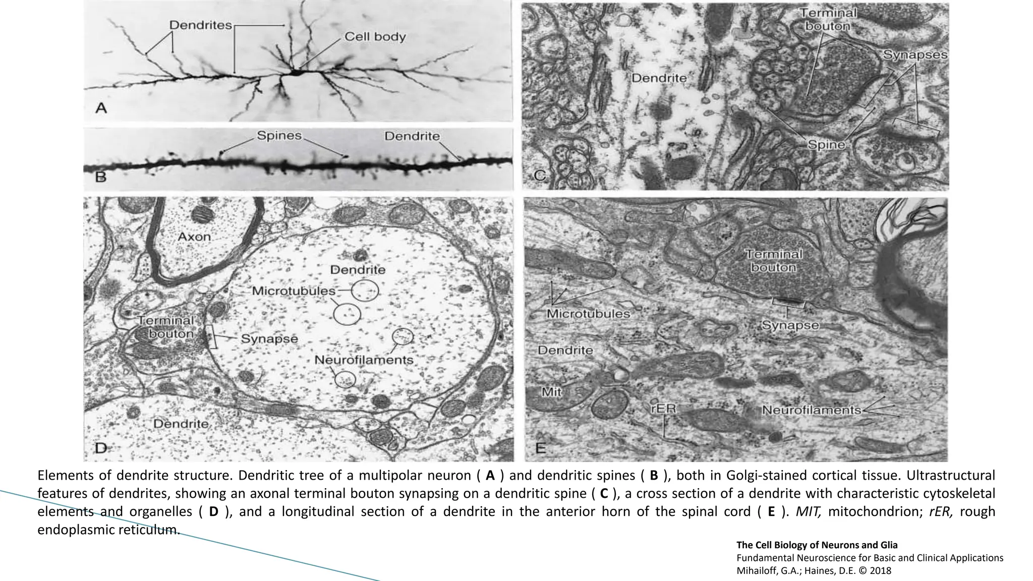 Histology of the CNS.pptx including neurons | PPT Histology of the CNS.pptx including neurons | PPT
